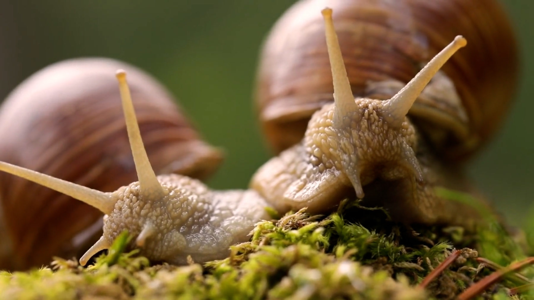 Nya filmer på SLI Play vecka 36 - SLI Education