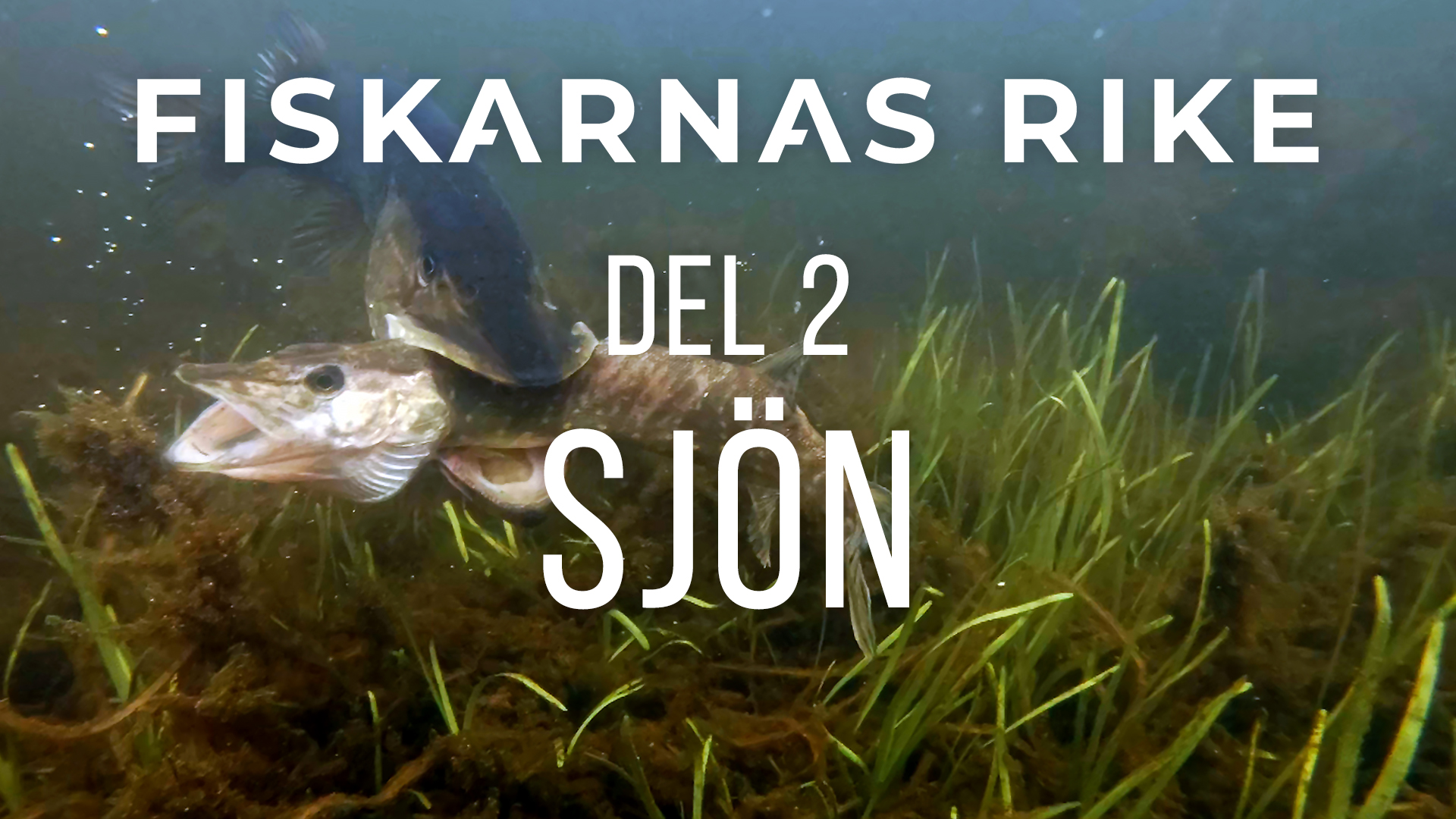 Nya filmer på SLI Play vecka 38 - SLI Education