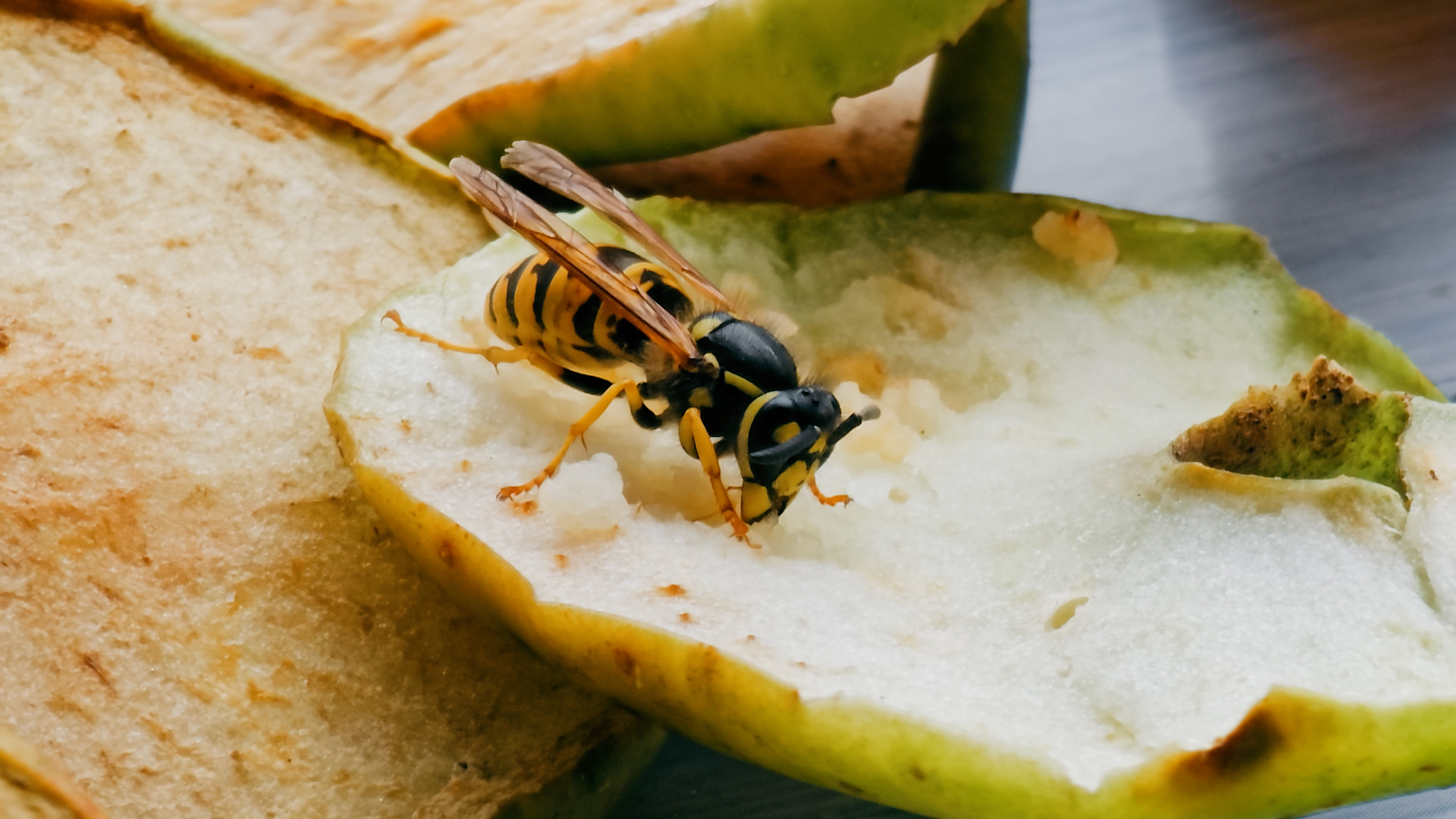 Getingar - Jobbiga djur - SLI Education