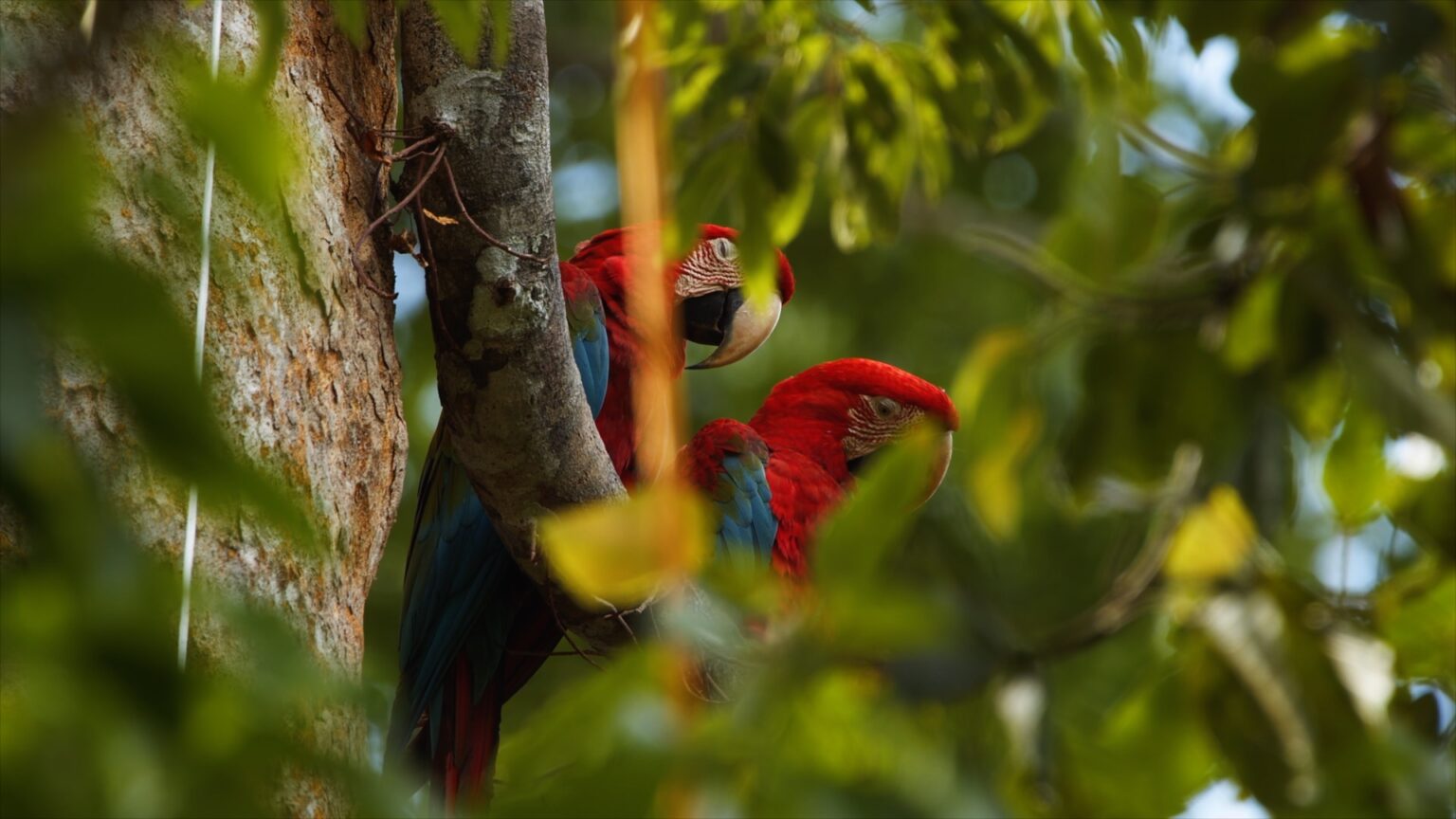 Naturtyper: Tropisk Regnskog - SLI Education